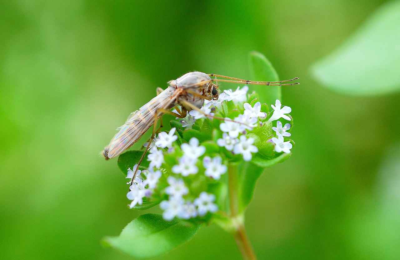 ハエ目 ユスリカ科 オオユスリカ ♀ Chironomus plumosus