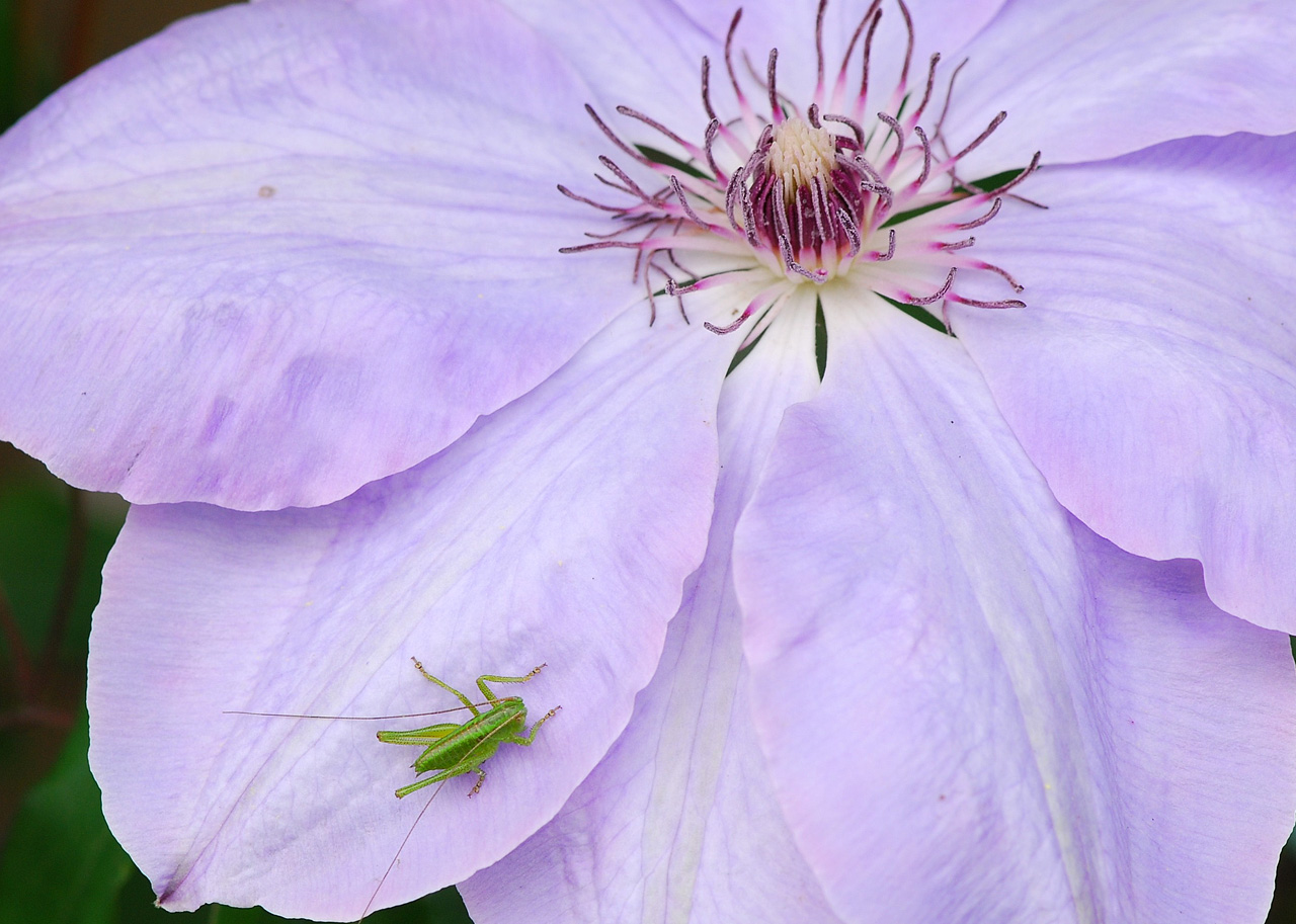 バッタ目キリギリス科 ヤブギリ 幼虫 Tettigonia orientalis